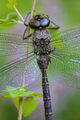 Amazing Insects | Patrick Zephyr Photography