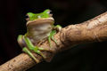 Amphibians and Reptiles | Patrick Zephyr Photography