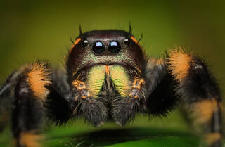 Phidippus Otiosus (adult male) | Prints | Patrick Zephyr Photography