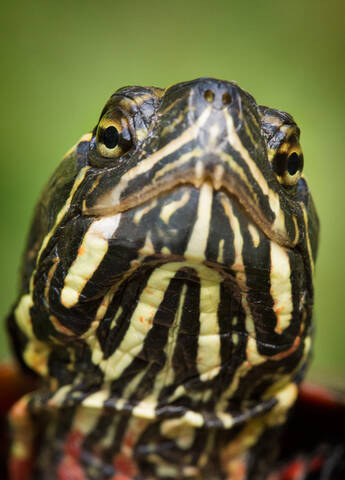 Eastern Painted Turtle | Chrysemys picta | Patrick Zephyr Photography