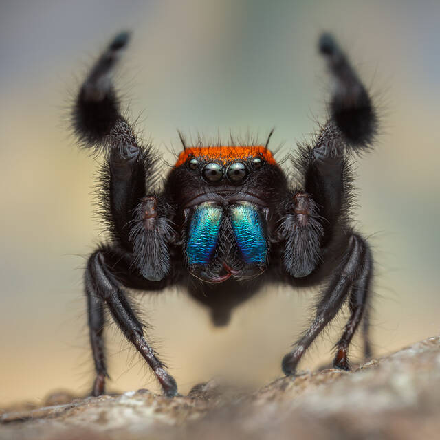 Phidippus apacheanus | Texas | Patrick Zephyr Photography