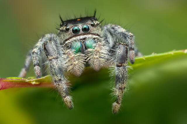 Phidippus carneus | Prints | Patrick Zephyr Photography