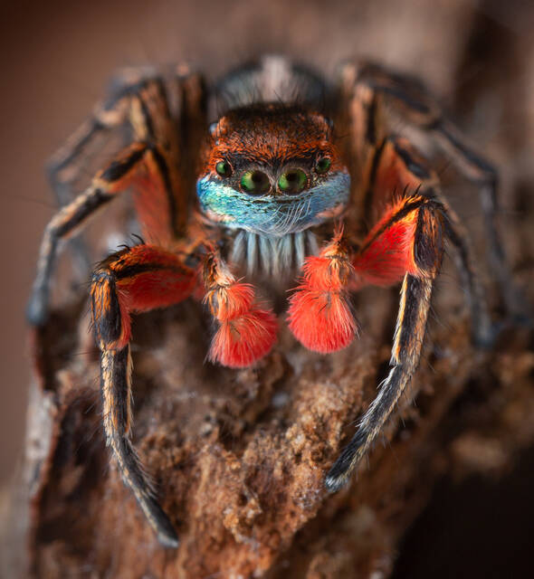 Habronattus americanus | California | Patrick Zephyr Photography