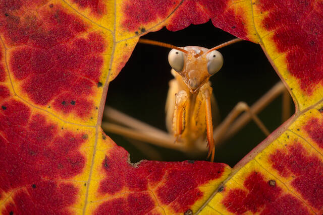 Amazing Insects | Patrick Zephyr Photography