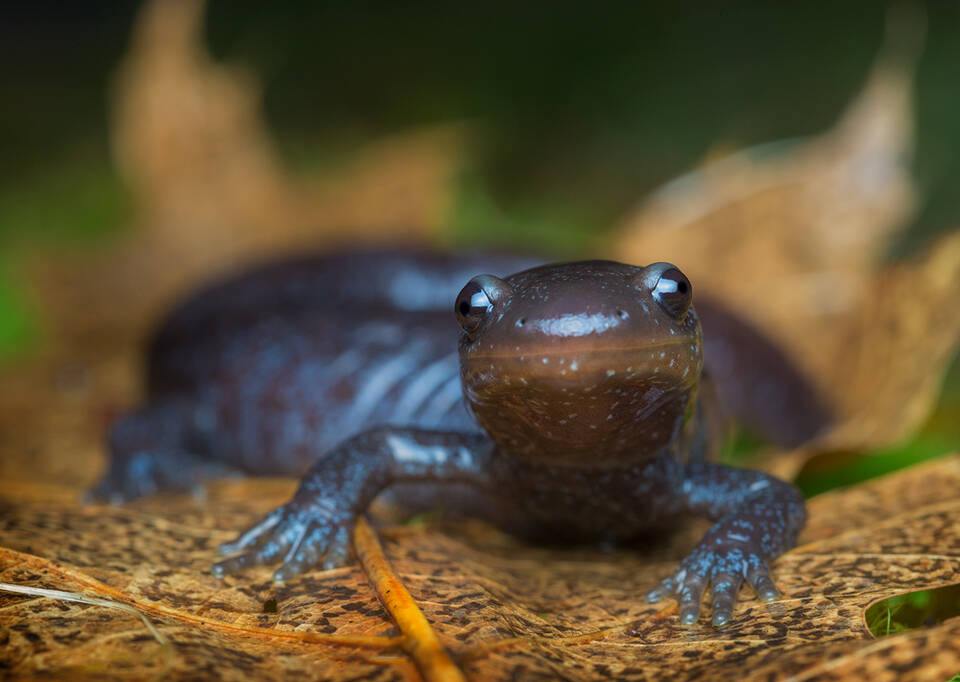 Blue-spotted salamander | Ambystoma laterale | Patrick Zephyr Photography