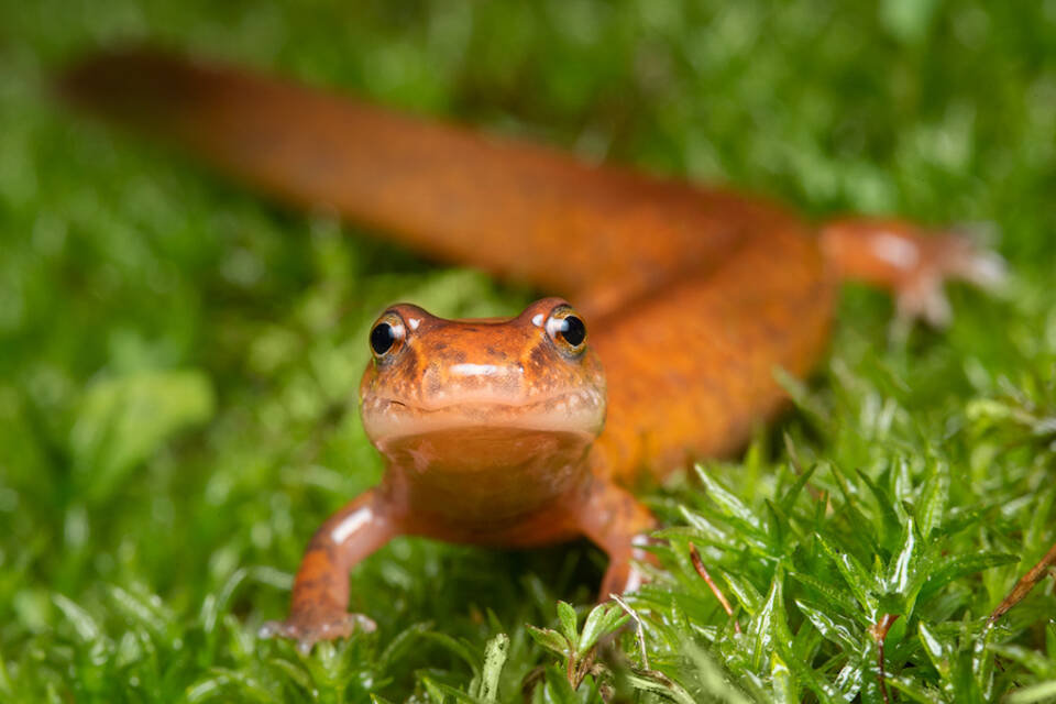 Northern Spring Salamander | Gyrinophilus porphyriticus | Patrick ...