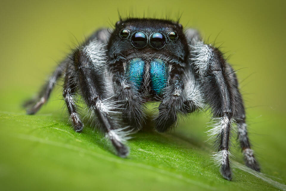 Phidippus Jumping Spiders | Patrick Zephyr Photography
