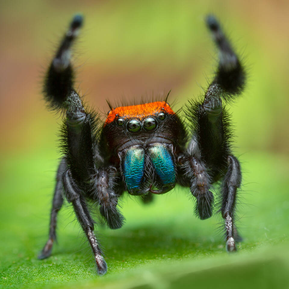 Phidippus Jumping Spiders | Patrick Zephyr Photography