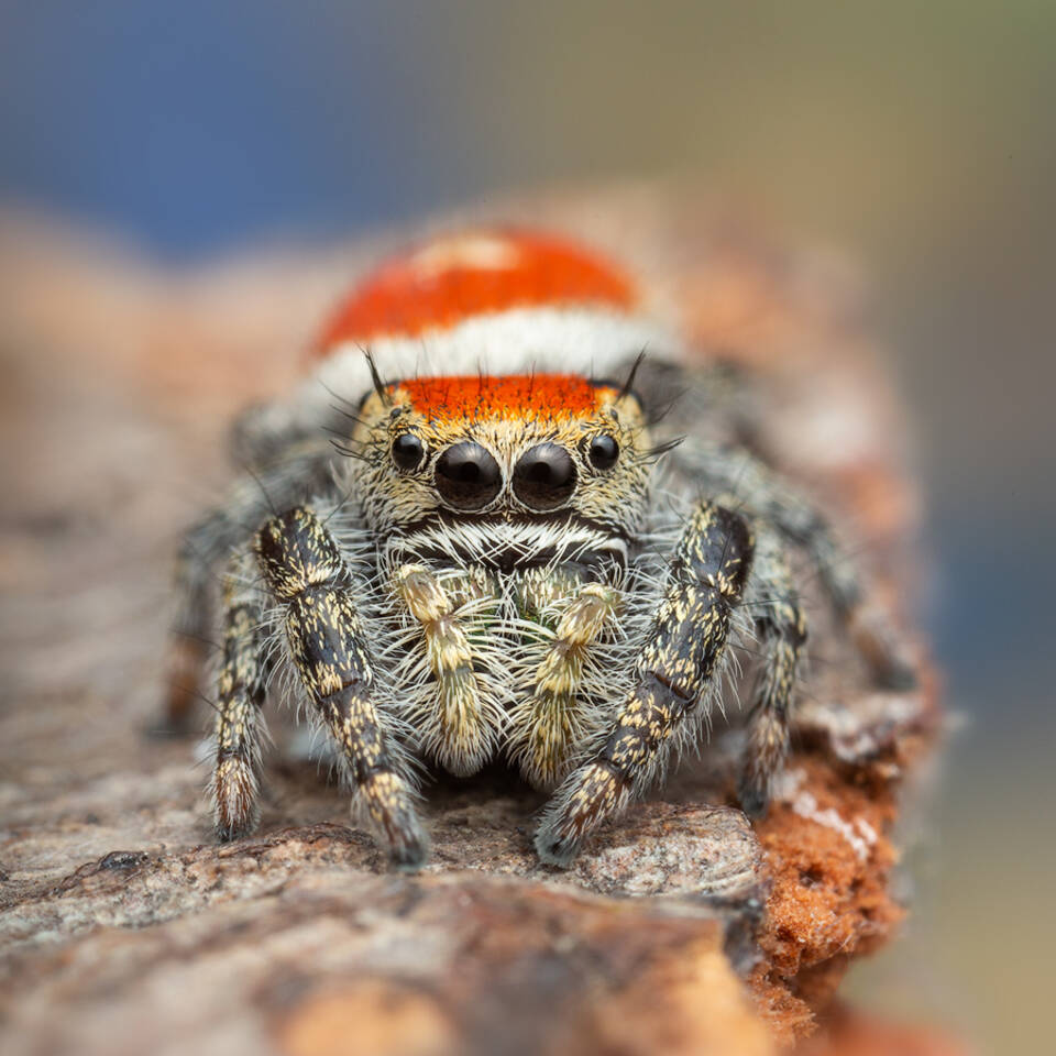Phidippus apacheanus | Texas | Patrick Zephyr Photography