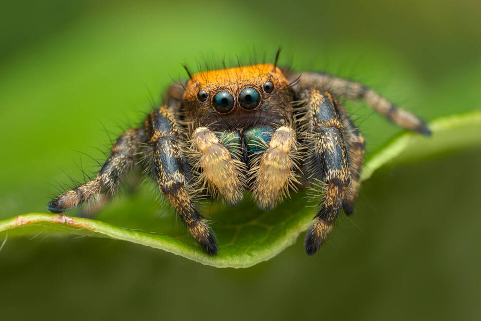 Phidippus Jumping Spiders | Patrick Zephyr Photography