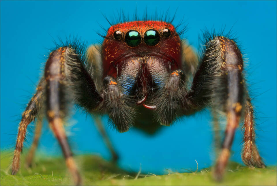 Phidippus cardinalis | "Cardinal Jumper" | Patrick Zephyr Photography