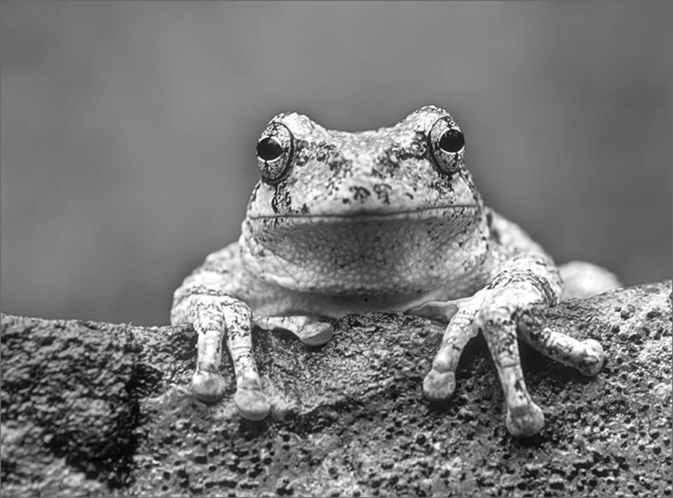 Gray Treefrog | Hyla versicolor | Patrick Zephyr Photography