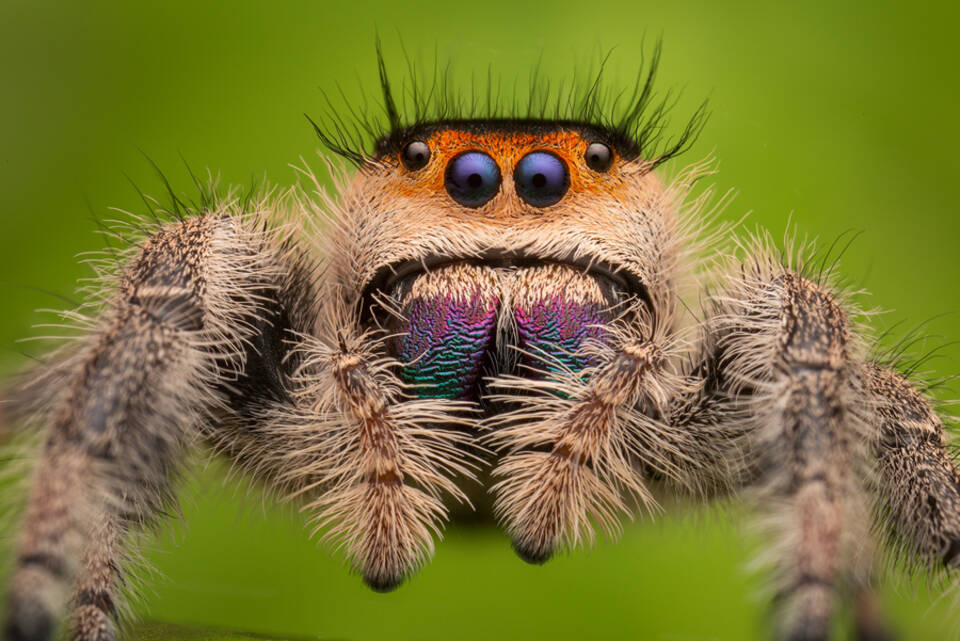 Phidippus regius | Florida | Patrick Zephyr Photography