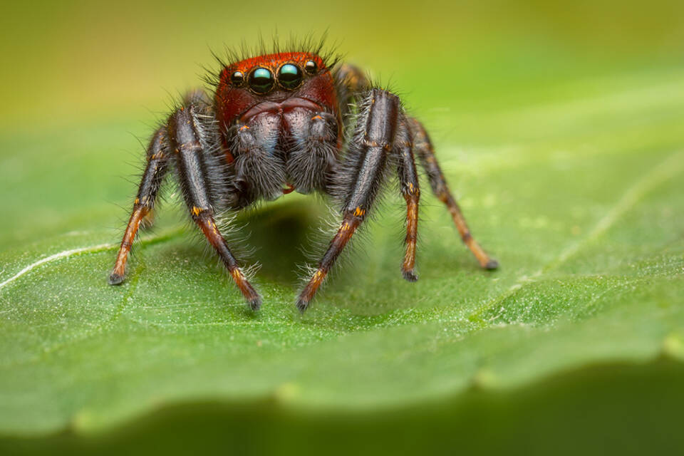 Phidippus Jumping Spiders | Patrick Zephyr Photography