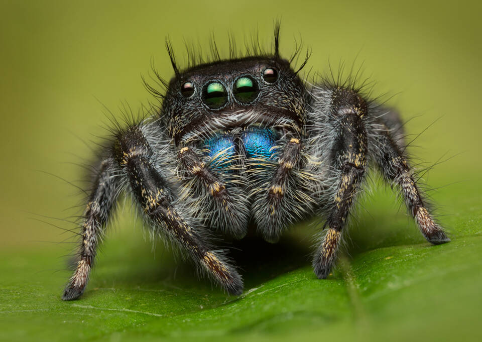Phidippus johnsoni (female) | California | Patrick Zephyr Photography
