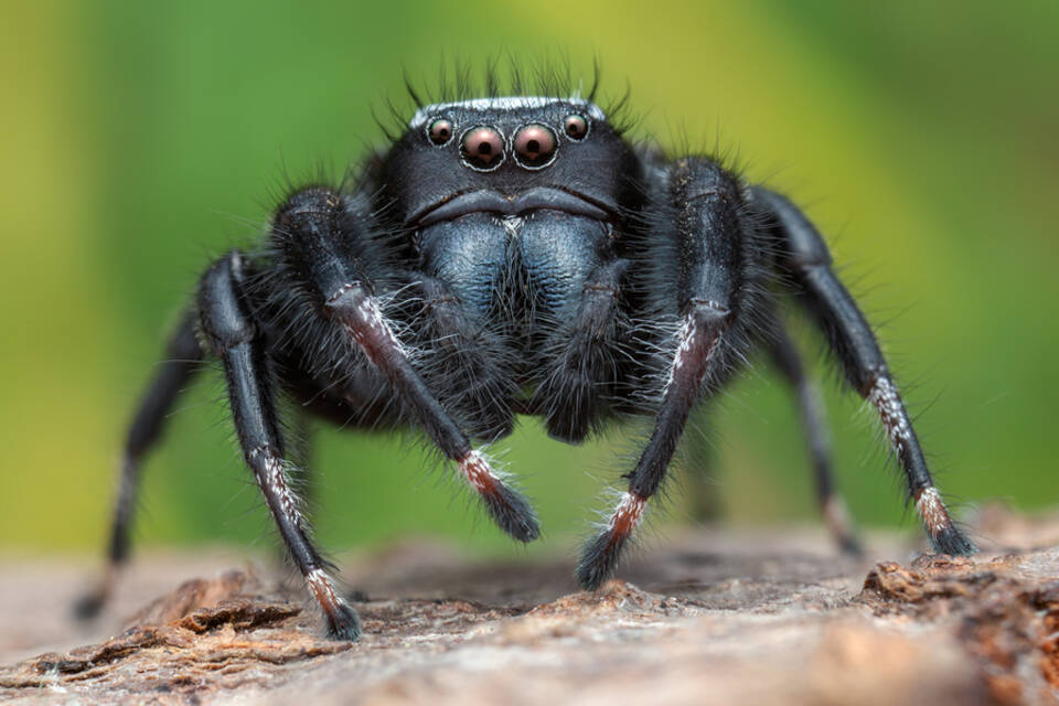 Phidippus Jumping Spiders | Patrick Zephyr Photography