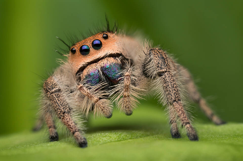 Phidippus regius (adult female) | Florida | Patrick Zephyr Photography