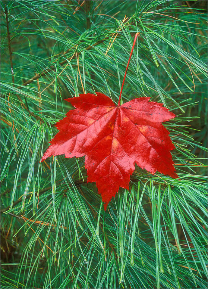 Red Maple Leaf | Pelham, MA | Patrick Zephyr Photography