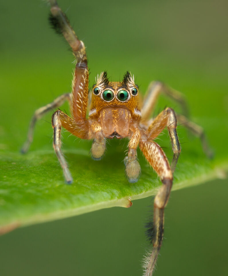 Salticidae (Jumping Spiders) | Patrick Zephyr Photography