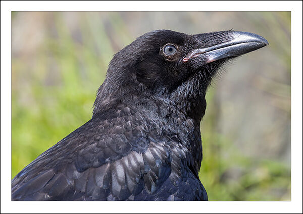 Raven | Patrick Zephyr Photography
