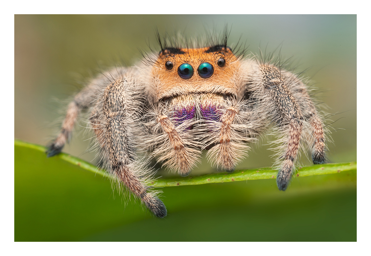 Phidippus Regius Prints Patrick Zephyr Photography Phidippus Regius Prints Patrick Zephyr Photography
