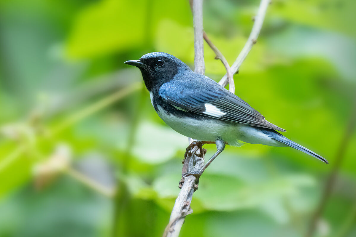 Black-throated Blue Warbler | Massachusetts | Patrick Zephyr Photography