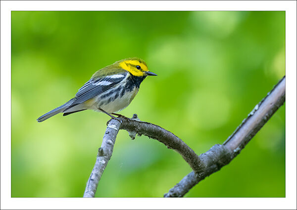 Black-throated Green Warbler | Patrick Zephyr Photography