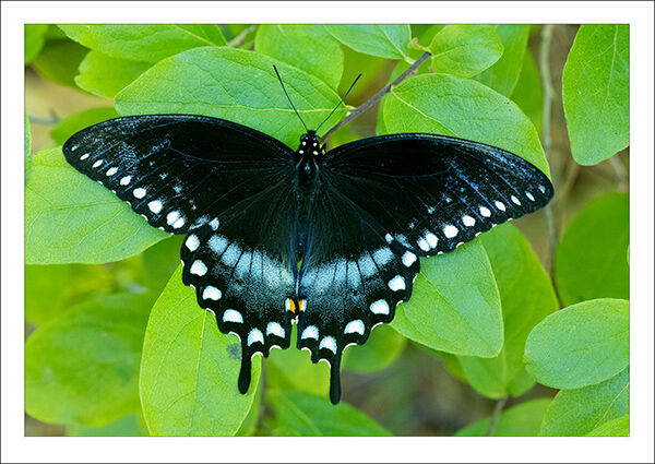 Spicebush Swallowtail Butterfly | Patrick Zephyr Photography