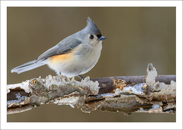 Tufted Titmouse | Patrick Zephyr Photography