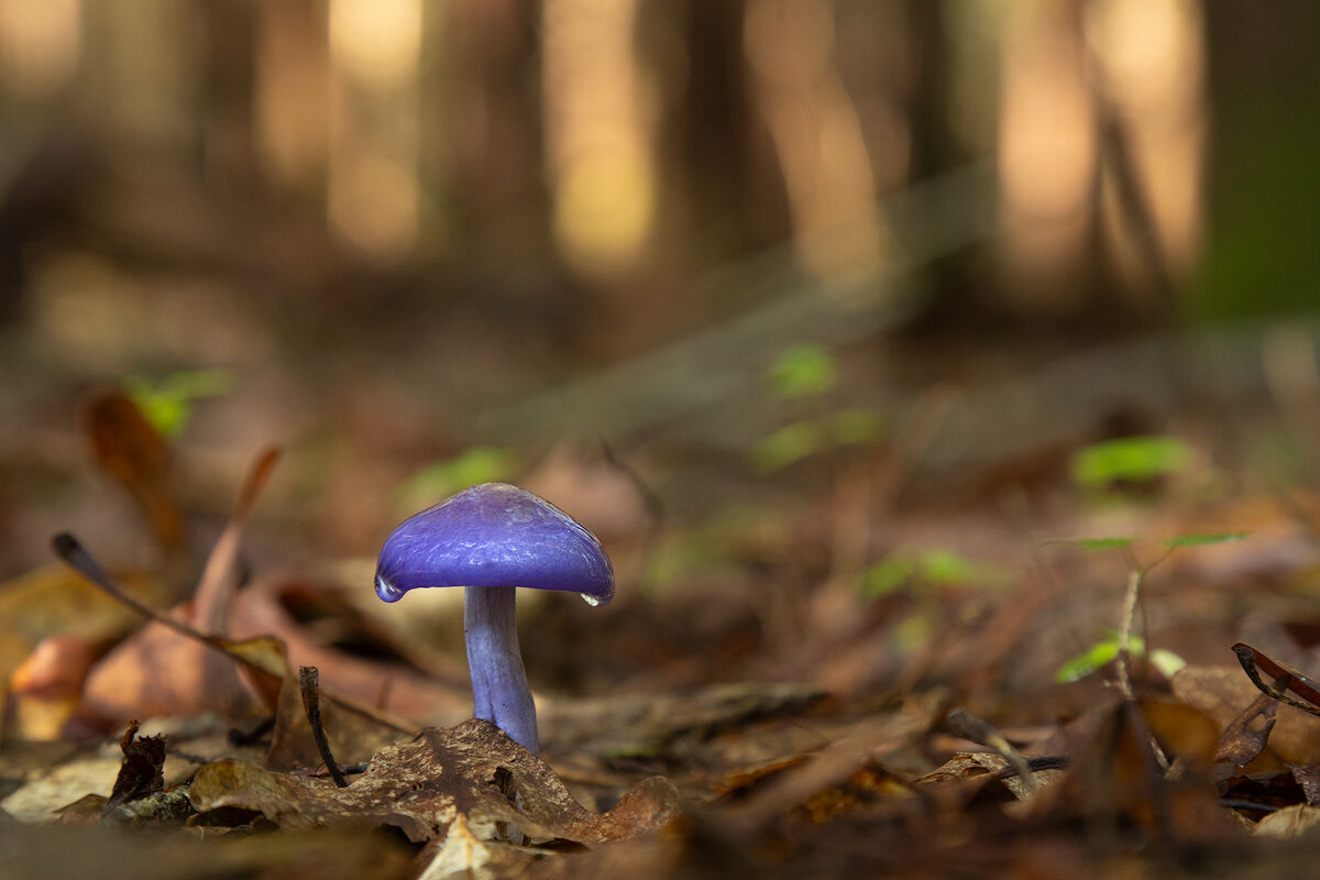 Spotted Cort | Massachusetts | Patrick Zephyr Photography