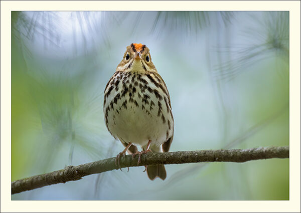 Oven Bird | Patrick Zephyr Photography
