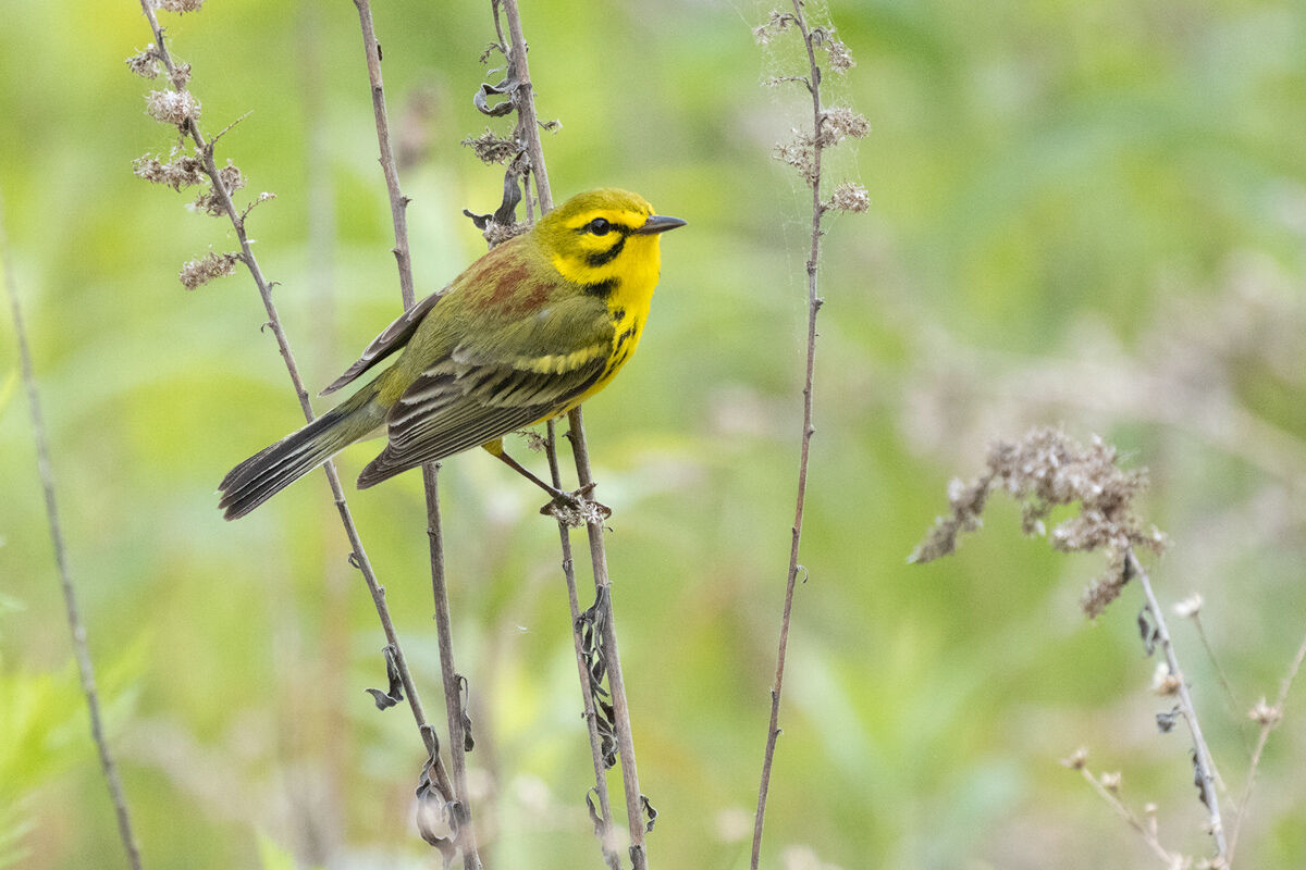 Prairie Warbler | Massachusetts | Patrick Zephyr Photography