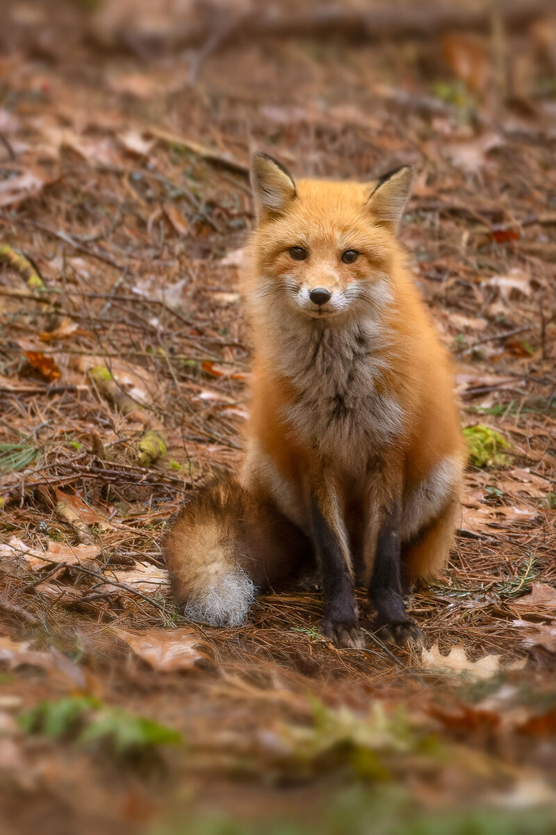 Red Fox | Massachusetts | Patrick Zephyr Photography