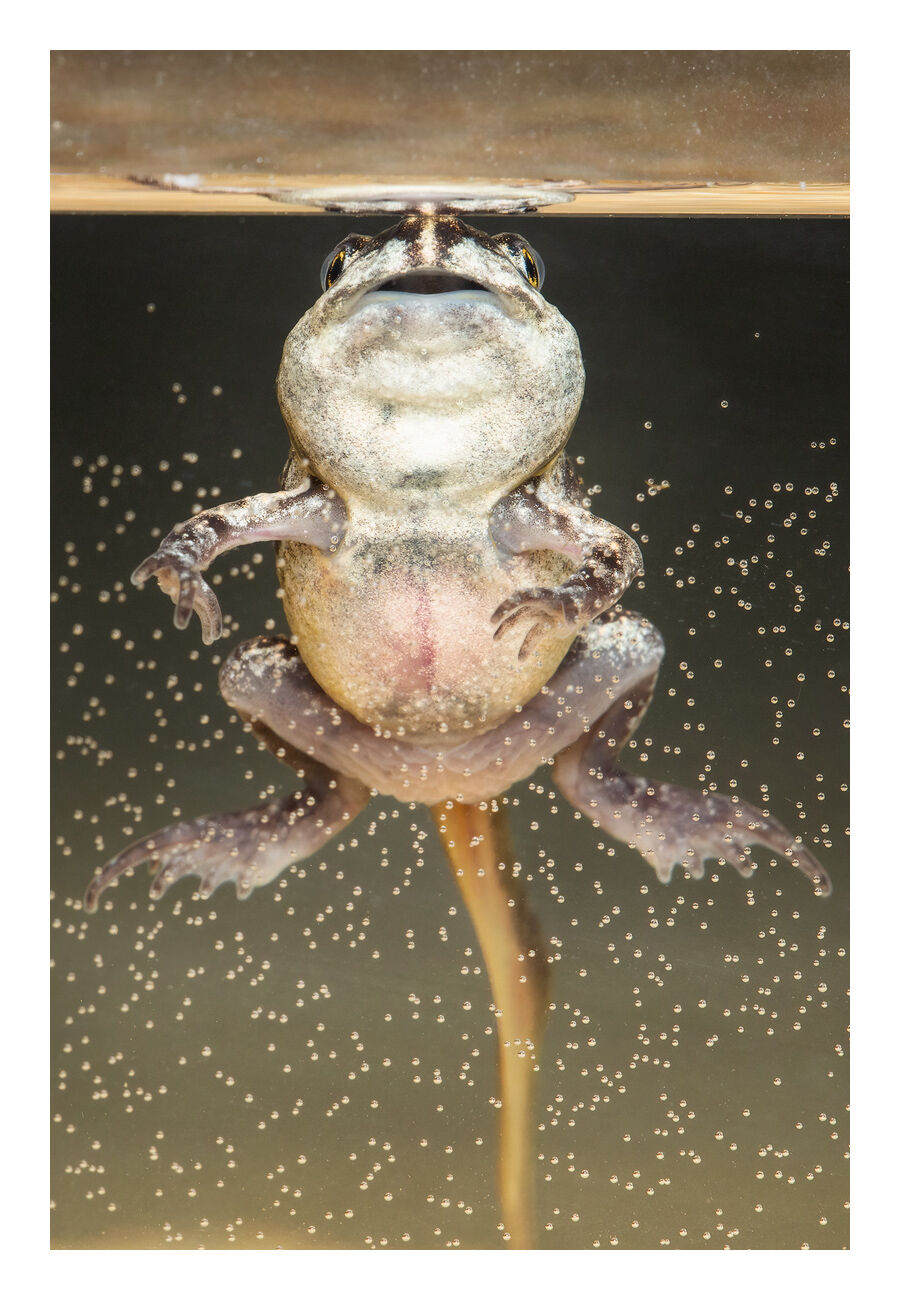 Eastern Spadefoot Tadpole | Prints | Patrick Zephyr Photography