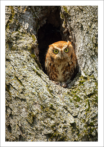 Eastern Screech Owl | Patrick Zephyr Photography